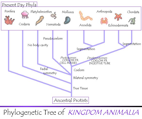 Phylogenetic Tree Of Animal Phyla