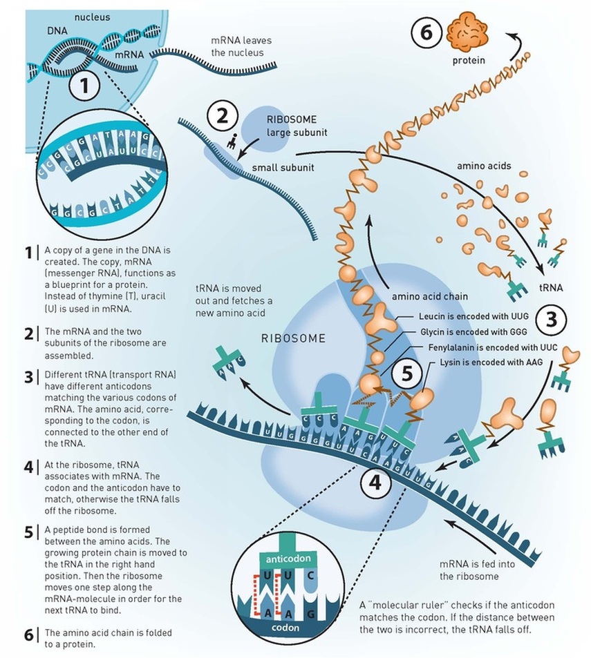 Dna Transcription And Translation