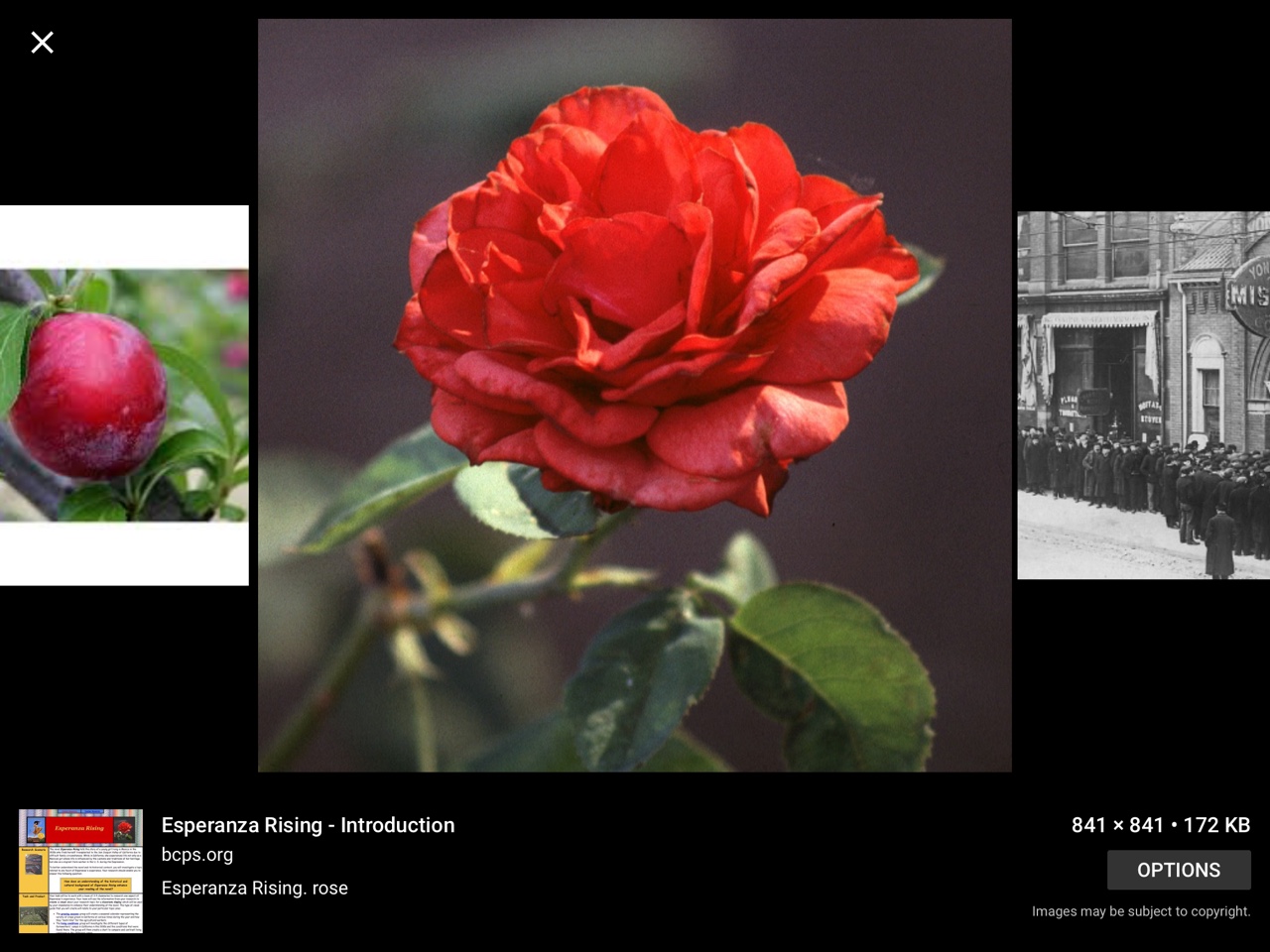 Esperanza Rose Flower | Best Flower Site