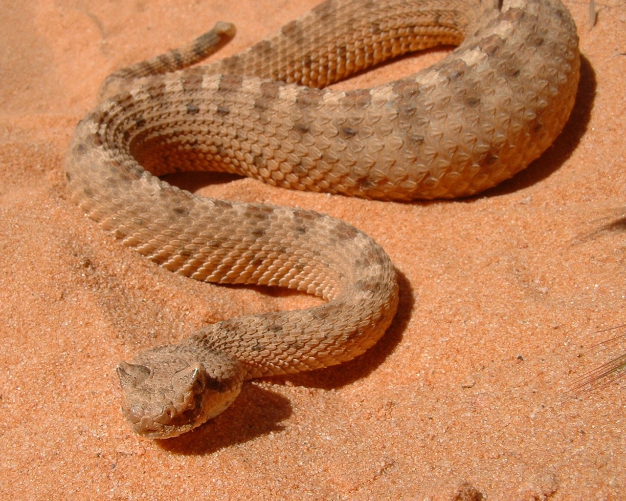 Secondary Consumer In The Desert Food Web Great Sandy Desert