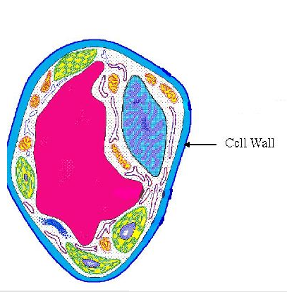 Useful Notes On Thickening Of Cell Wall Cell Biology Cell Biology