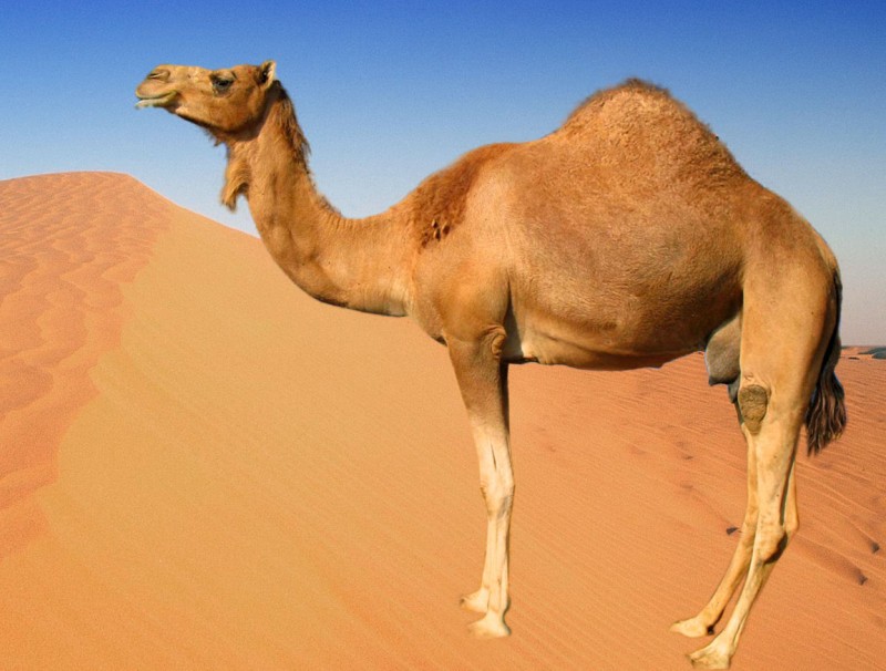 Adaptation Of Camel